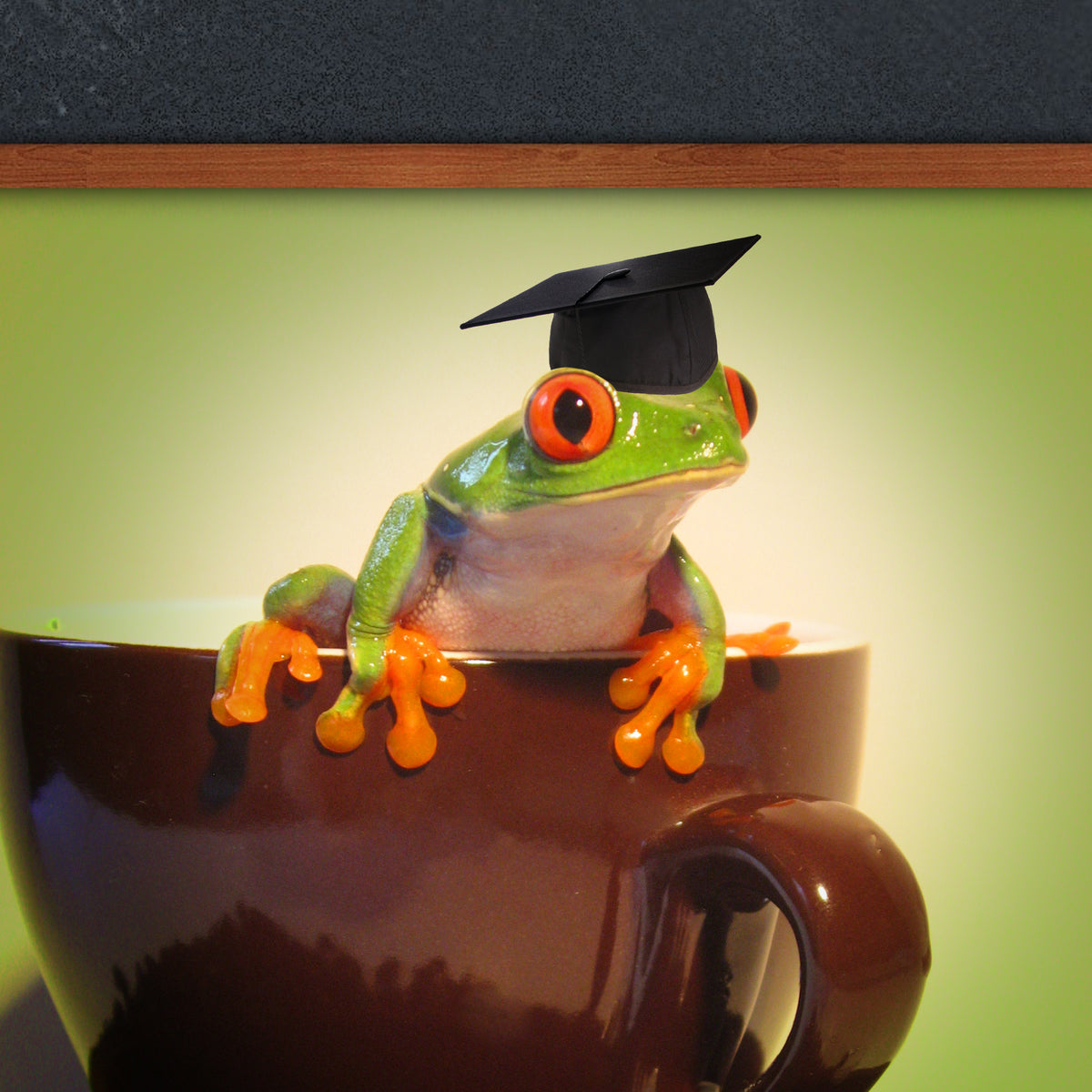 Educating the Coffee Consumer – Frog Friendly Coffee